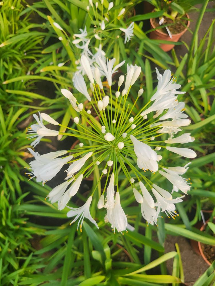 Vivaces - Pépinières Tuloup à La Mézière